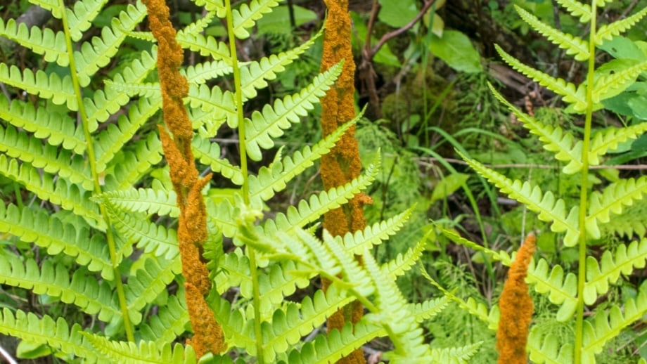 How to Plant, Grow, and Care for Cinnamon Ferns