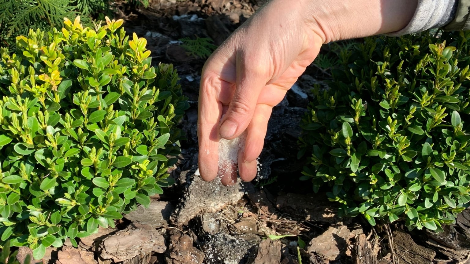 Boxwood Shrub Fertilization: 5 Fertilizer Tips