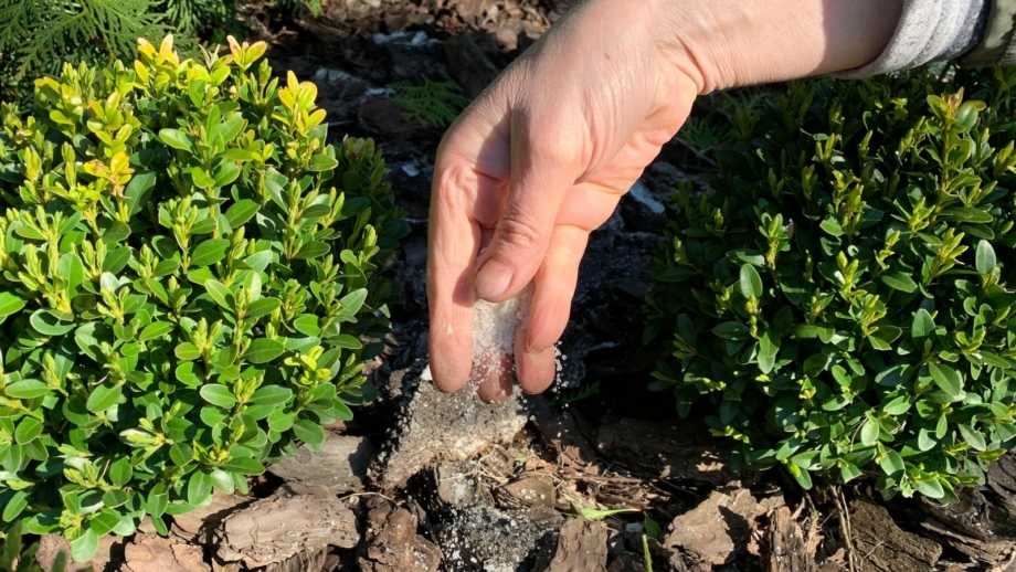 Boxwood Shrub Fertilization: 5 Fertilizer Tips