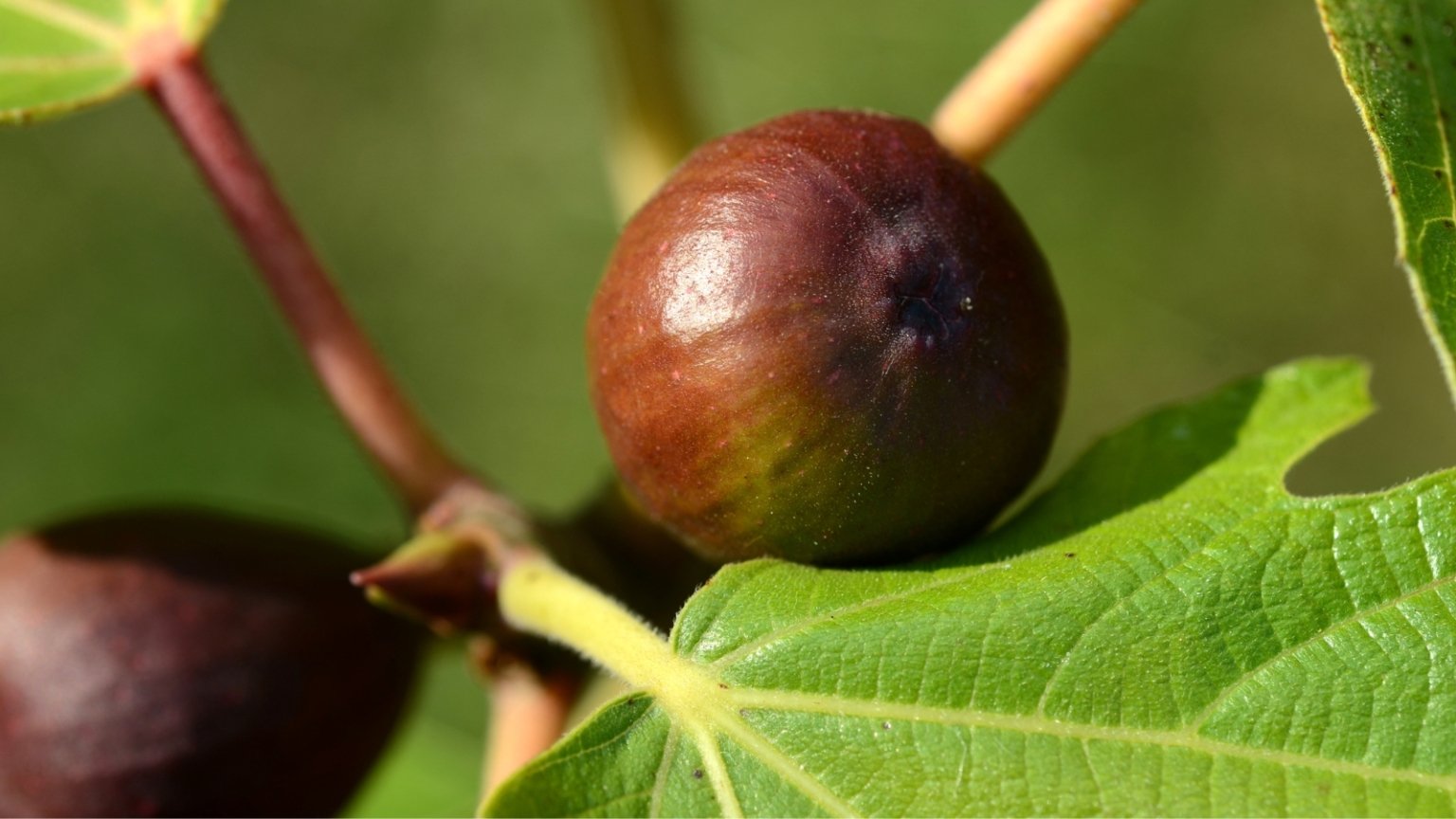 13 Tastiest Fig Varieties for Home Gardens