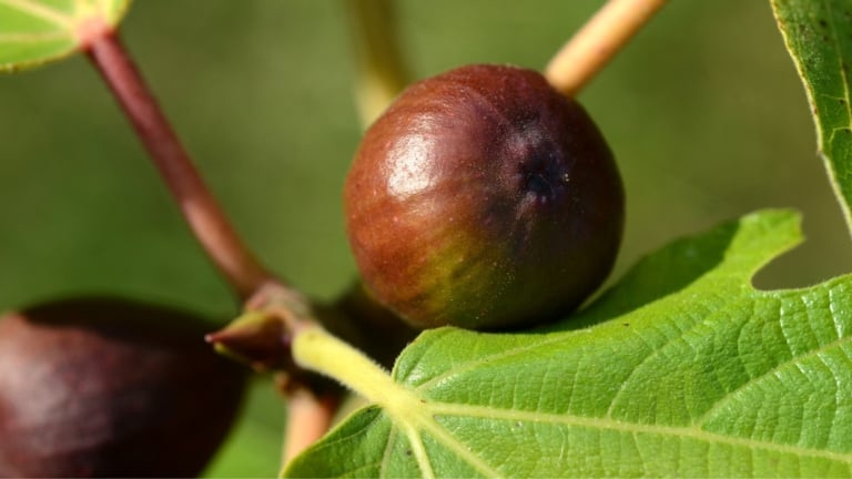 13 Tastiest Fig Varieties for Home Gardens