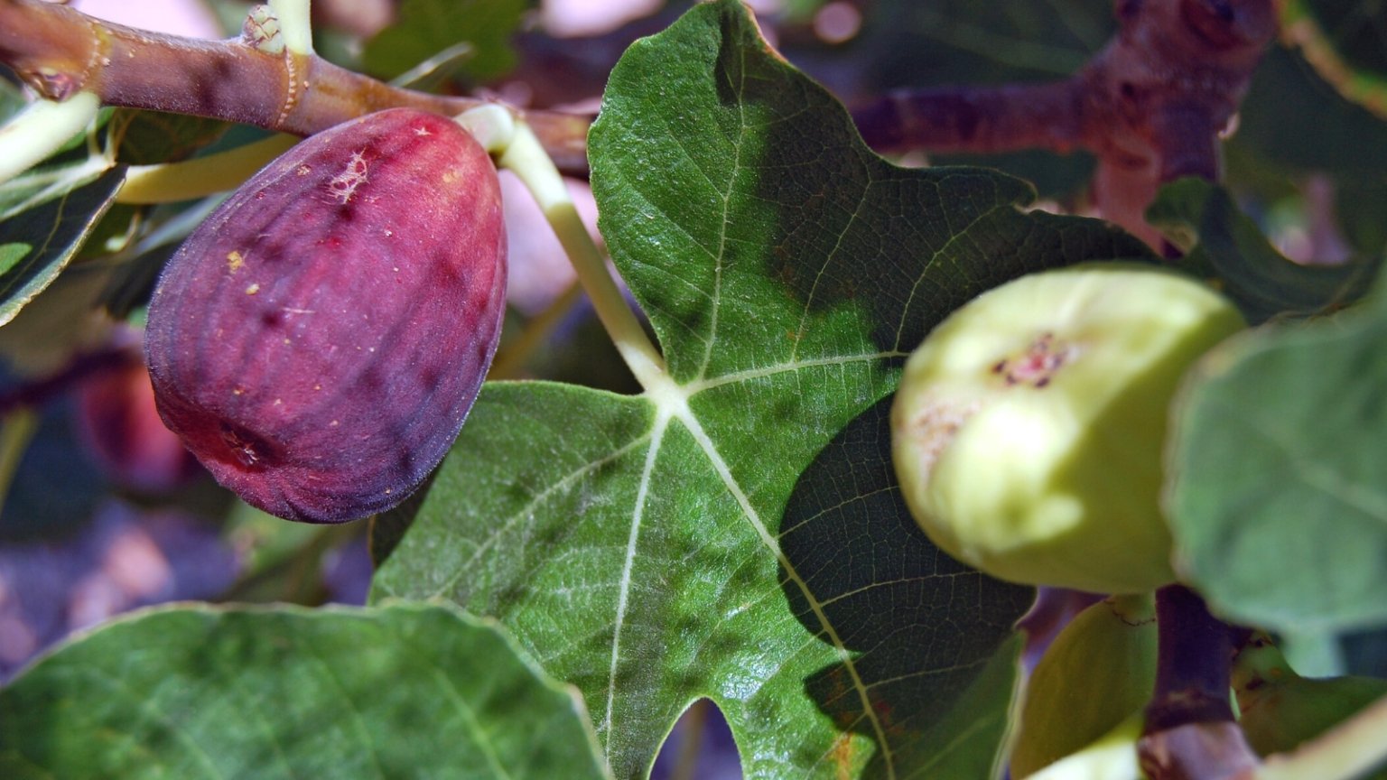 13 Tastiest Fig Varieties for Home Gardens