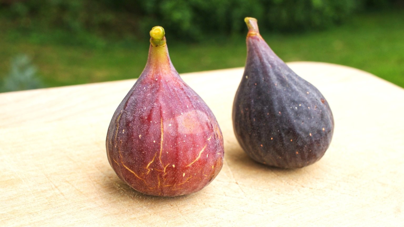 13 Tastiest Fig Varieties for Home Gardens