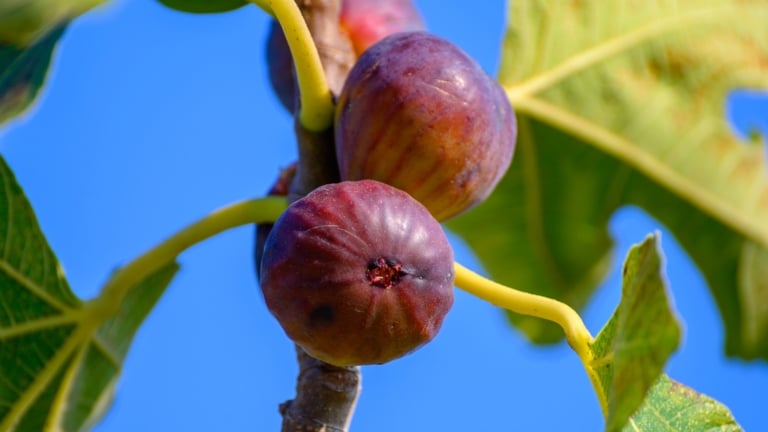 13 Tastiest Fig Varieties for Home Gardens