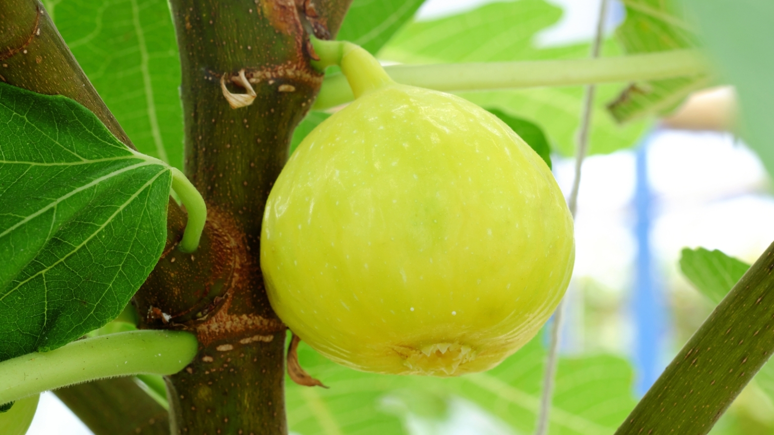 13 Tastiest Fig Varieties for Home Gardens