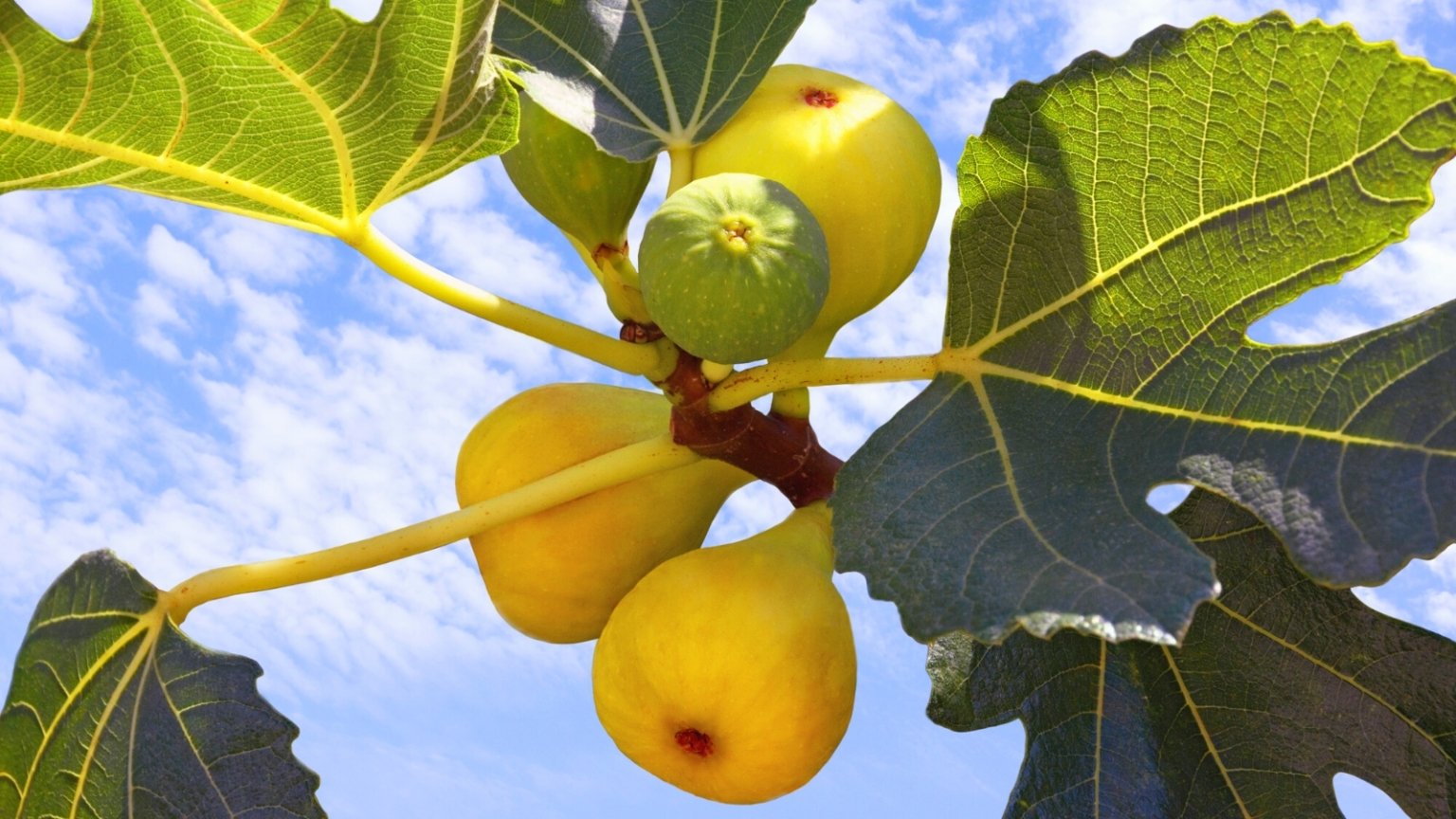 13 Tastiest Fig Varieties for Home Gardens