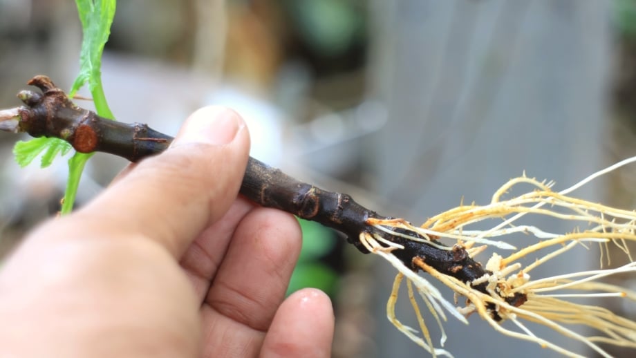 How to Plant, Grow, and Care For 'Black Mission' Fig Trees