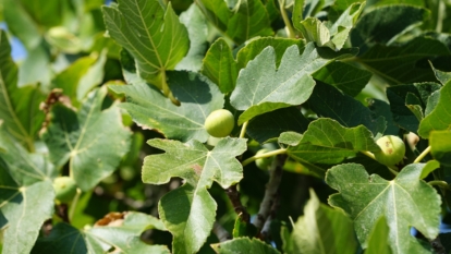 How to Plant, Grow, and Care For Fig Trees
