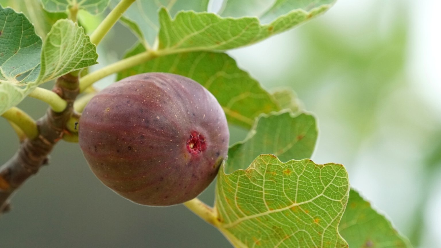 13 Tastiest Fig Varieties for Home Gardens