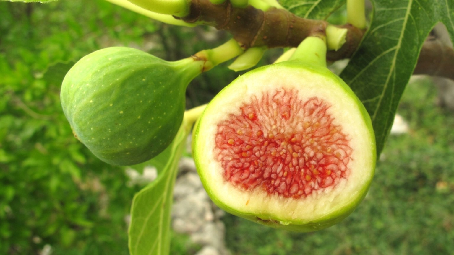 13 Tastiest Fig Varieties for Home Gardens