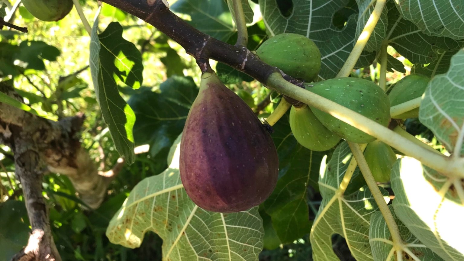 13 Tastiest Fig Varieties for Home Gardens