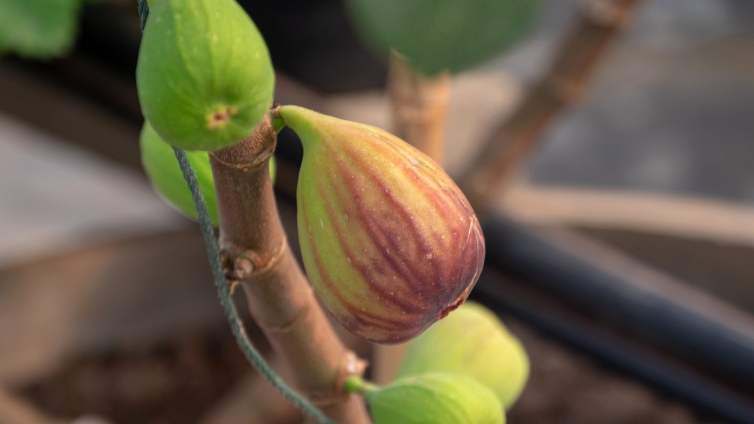 13 Tastiest Fig Varieties for Home Gardens