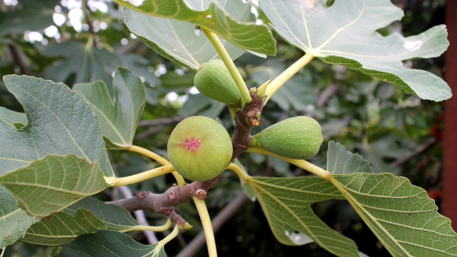 13 Tastiest Fig Varieties for Home Gardens