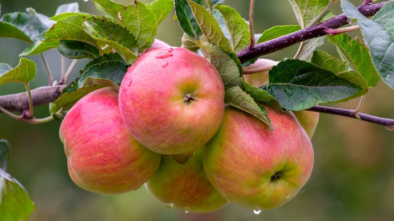 30 Most Delicious Apple Tree Varieties For Home Gardens