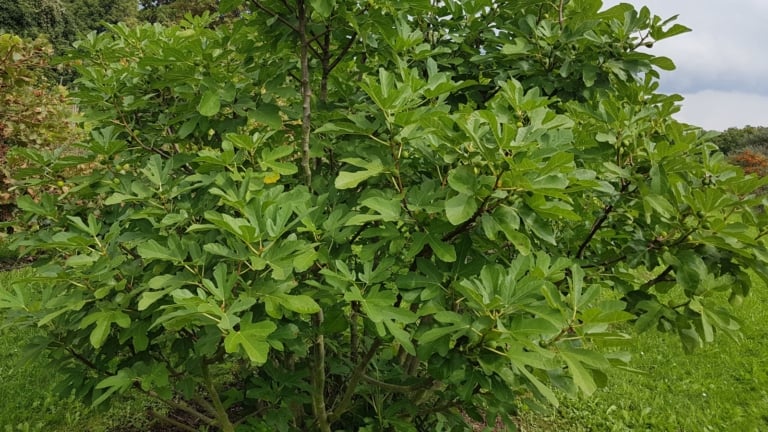 How to Plant, Grow, and Care For Fig Trees