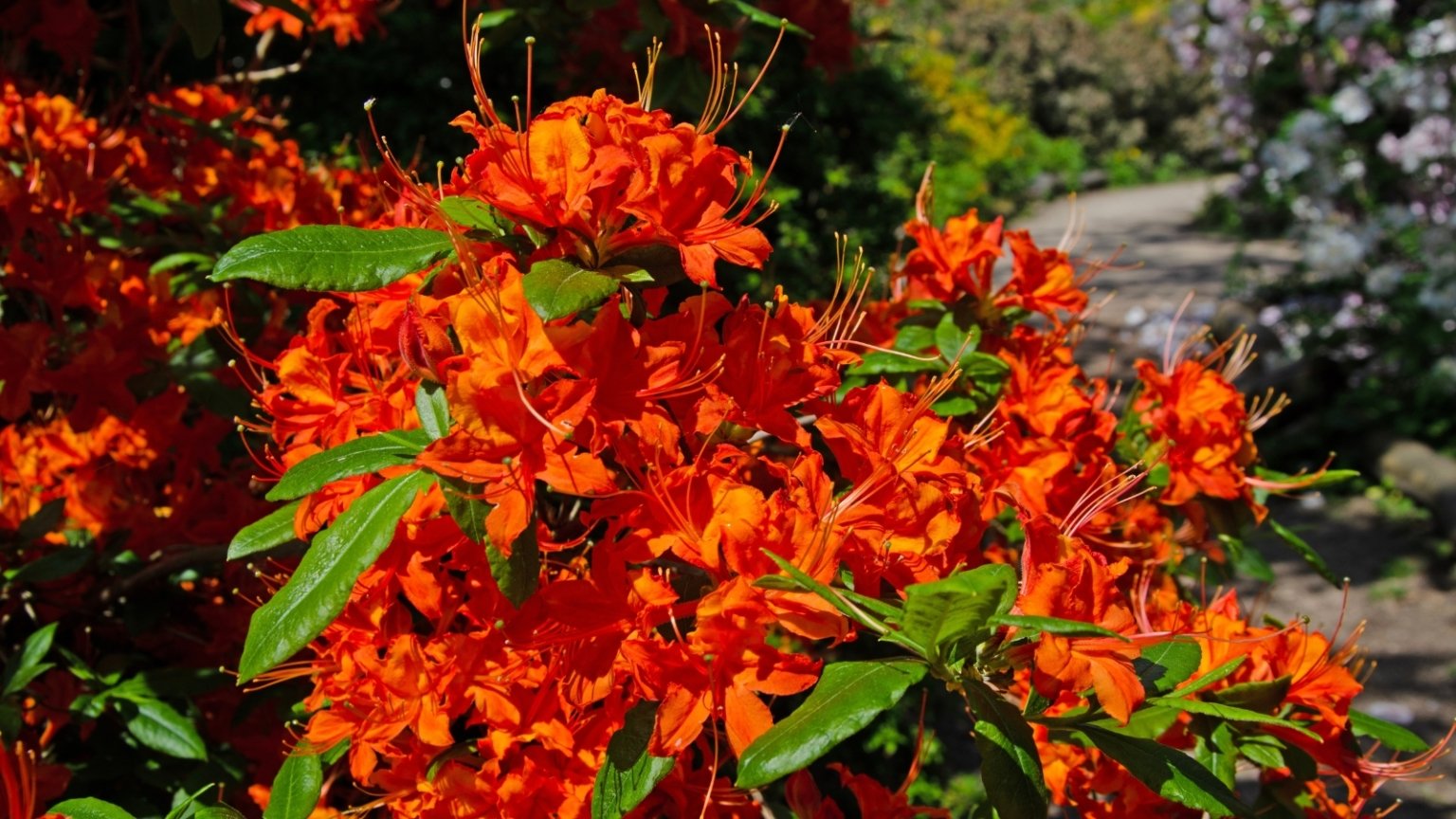 9 Native Azalea Varieties for Your Shade Garden