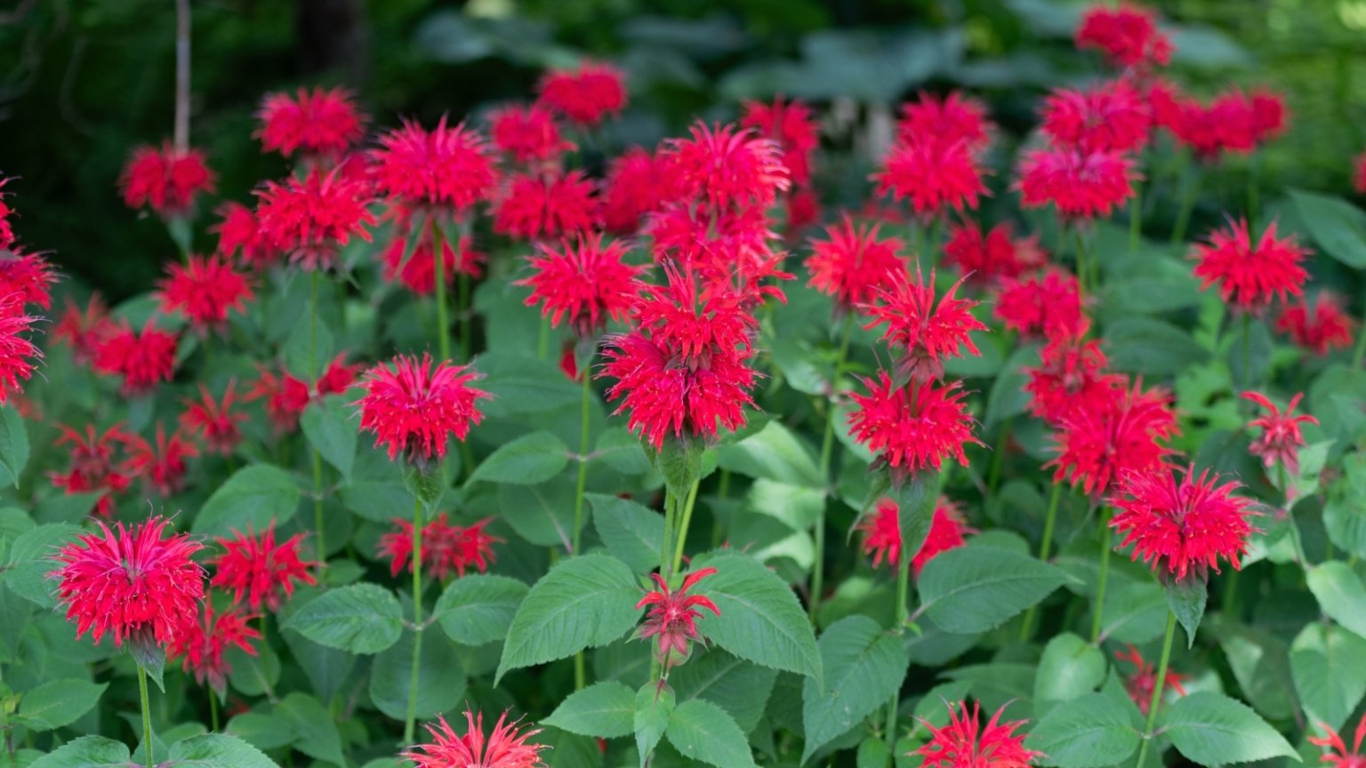 27 Beautiful Filler Plants for Flower Arrangements and Bouquets