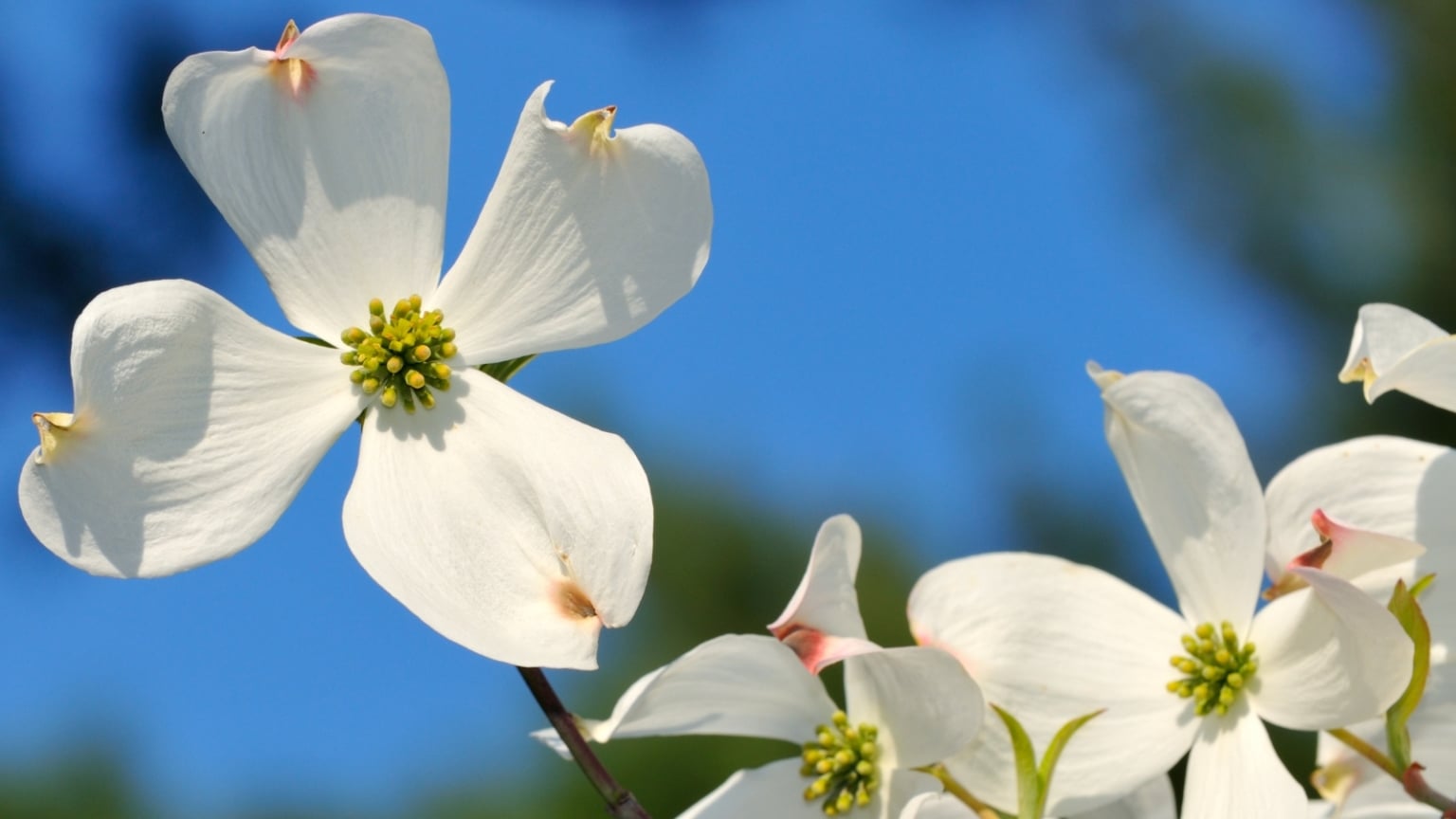 19 Fun Plants Named for Animals