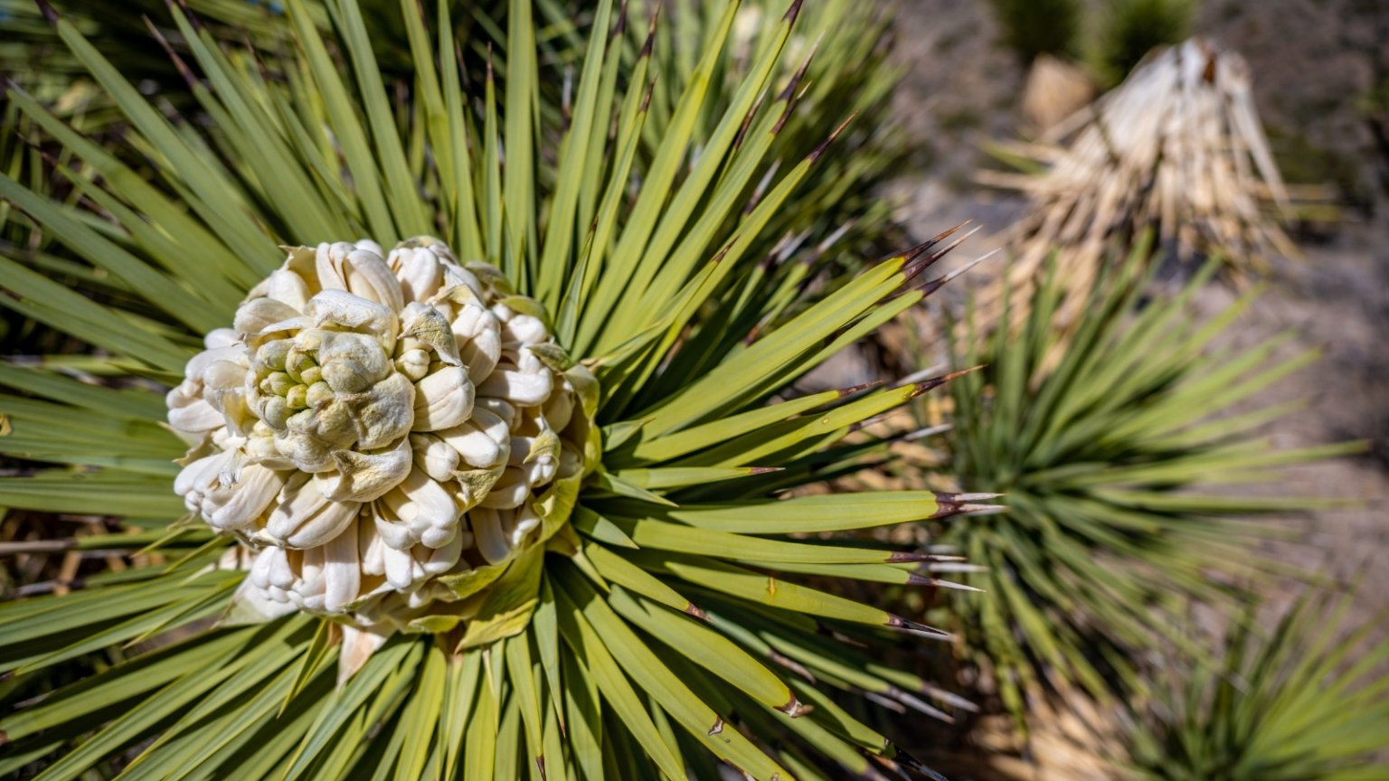 37 Tough Desert Plants for Your Garden