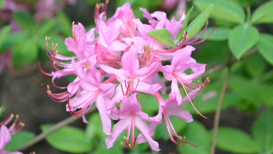 9 Native Azalea Varieties for Your Shade Garden