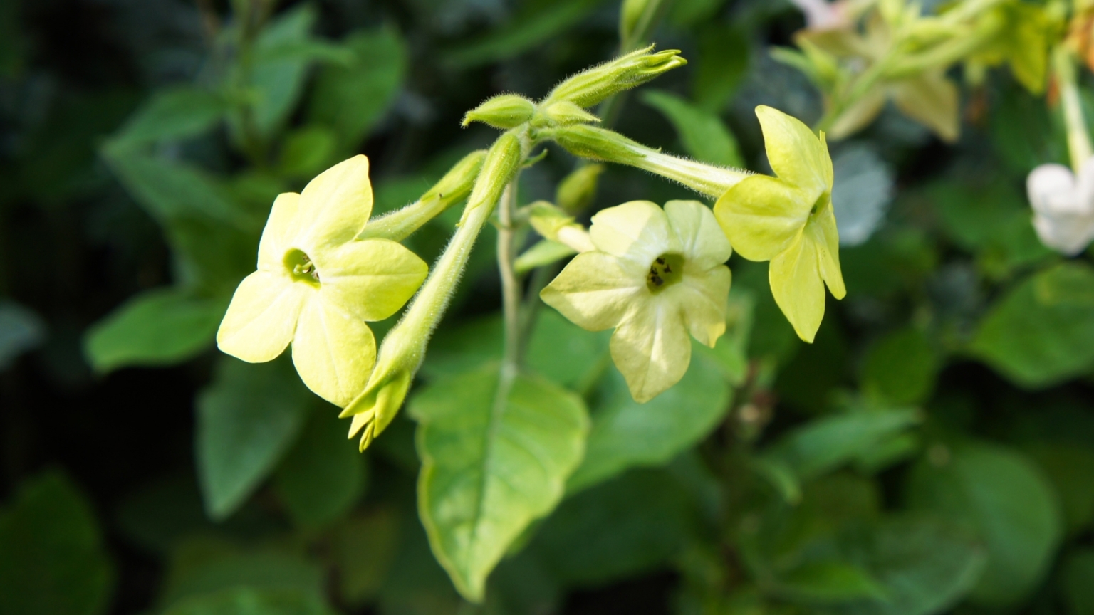How to Plant, Grow, and Care for Nicotiana