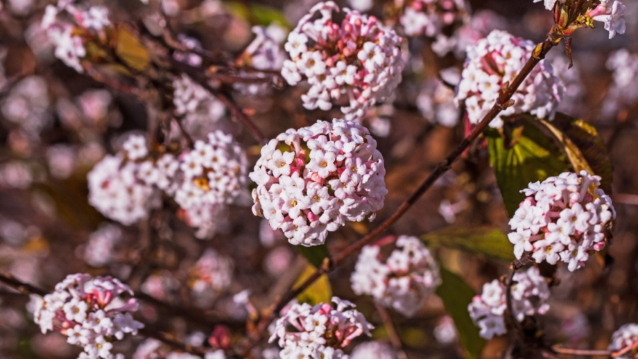 43 Most Fragrant Flowers to Grow in Your Garden