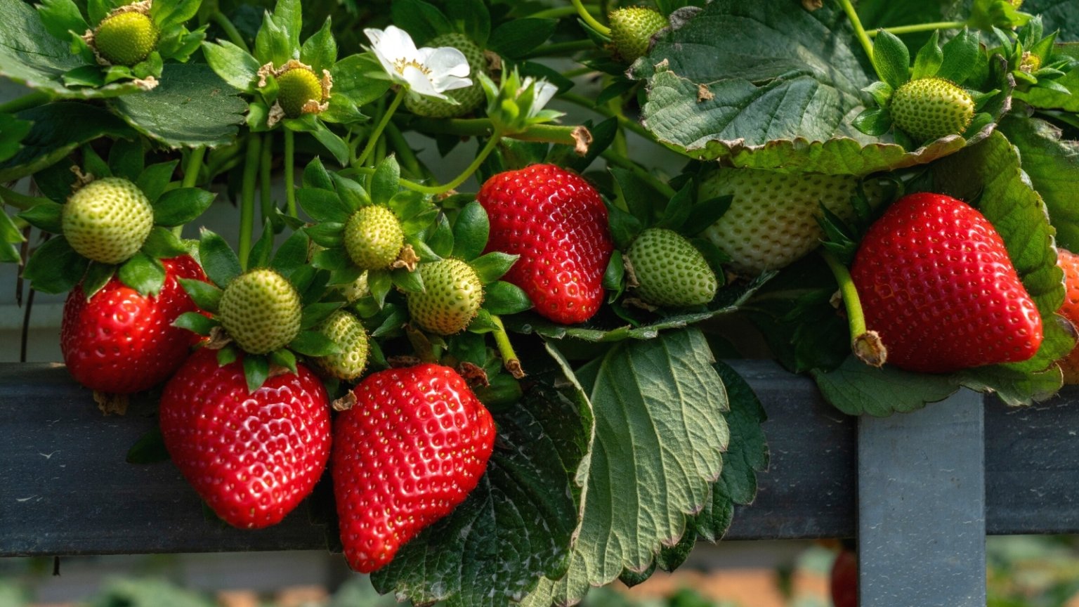 17 Best Strawberry Varieties For Growing at Home
