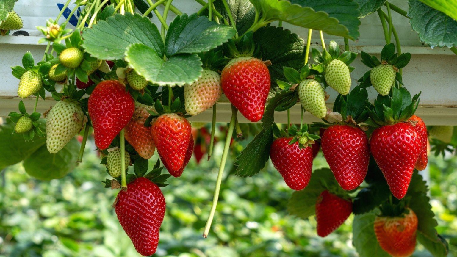 17 Best Strawberry Varieties For Growing at Home
