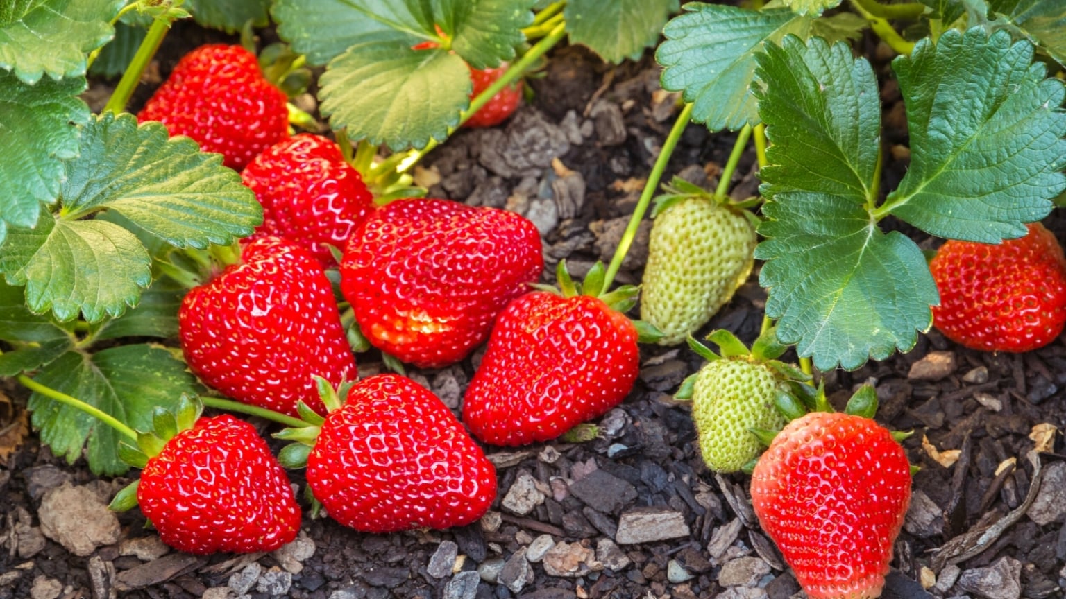17 Best Strawberry Varieties For Growing at Home