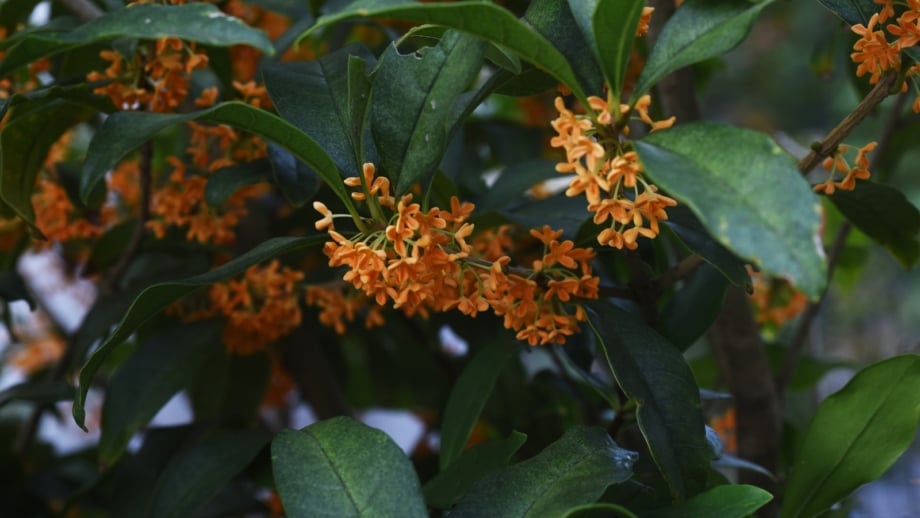 43 Most Fragrant Flowers to Grow in Your Garden