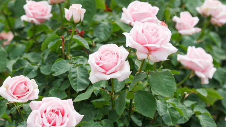 How to Plant, Grow, and Care for Hybrid Tea Roses