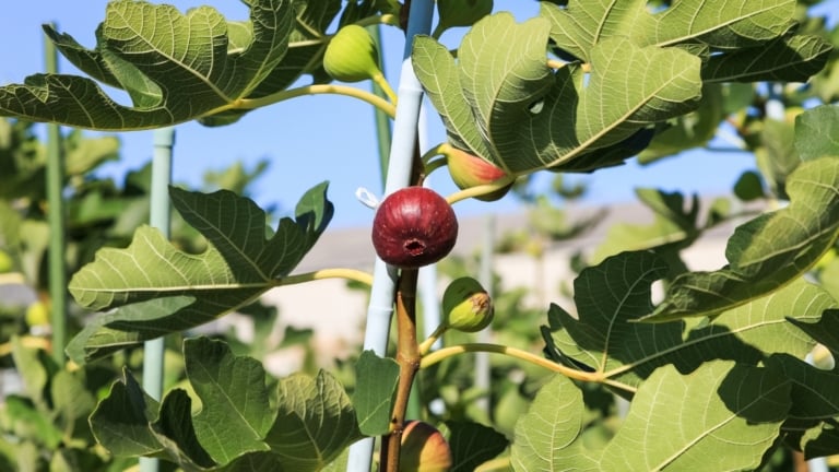How to Plant, Grow, and Care For Fig Trees