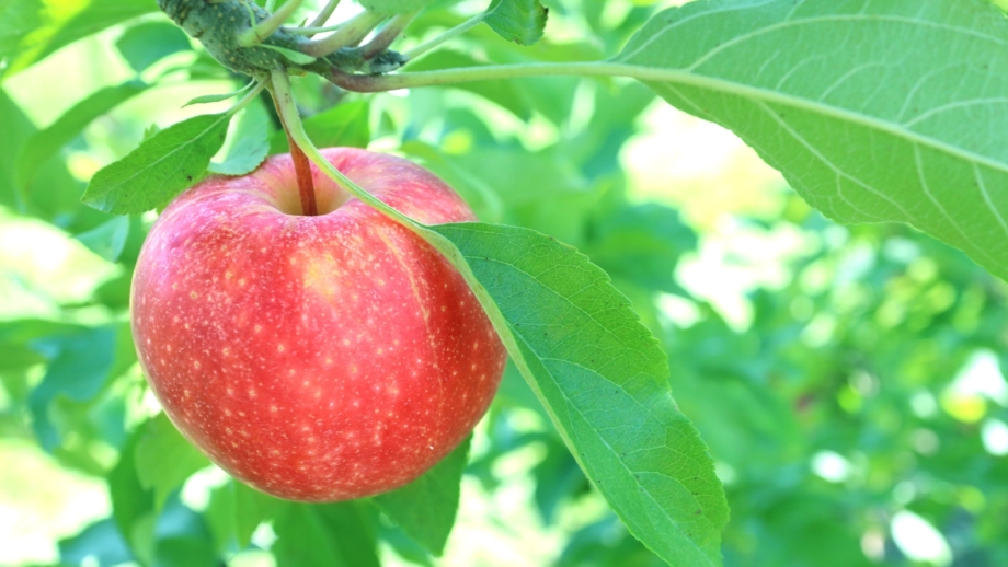 How to Plant, Grow, and Care for 'Gala' Apple Trees
