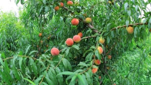 How to Plant, Grow, and Care for ‘Contender’ Peach Trees