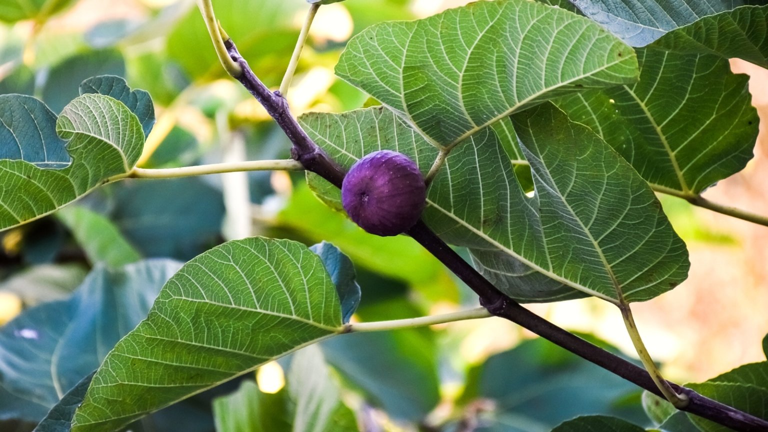 What Are Growing Zones, and What Do They Mean for Your Garden?