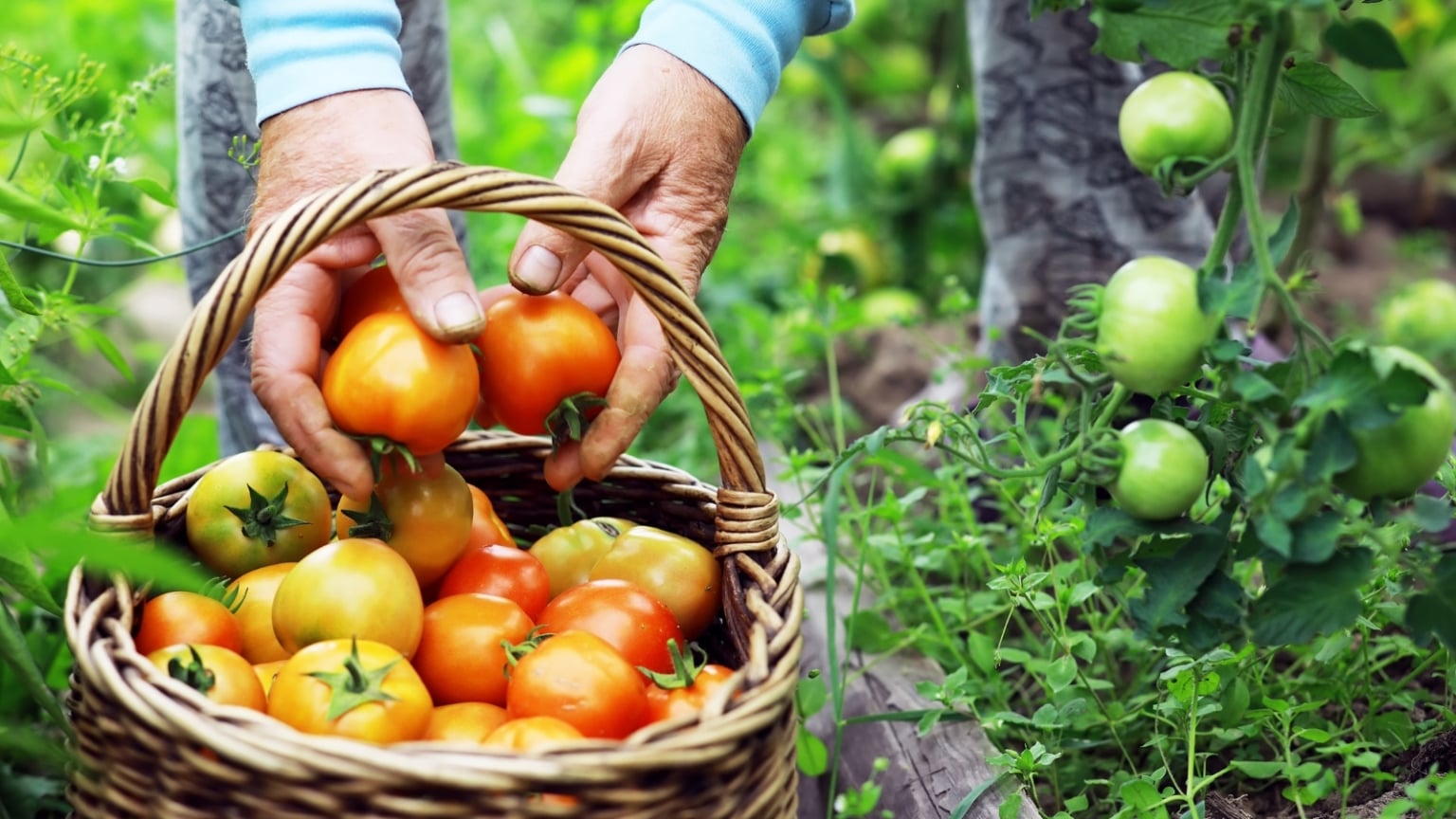 How to Start a Vegetable Garden in Zone 4