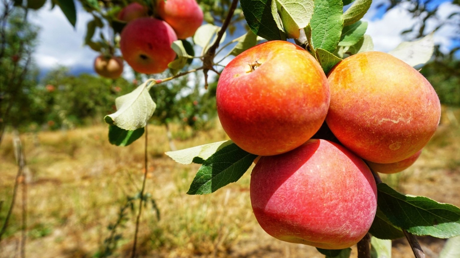 How to Plant, Grow, and Care for 'Fuji' Apple Trees