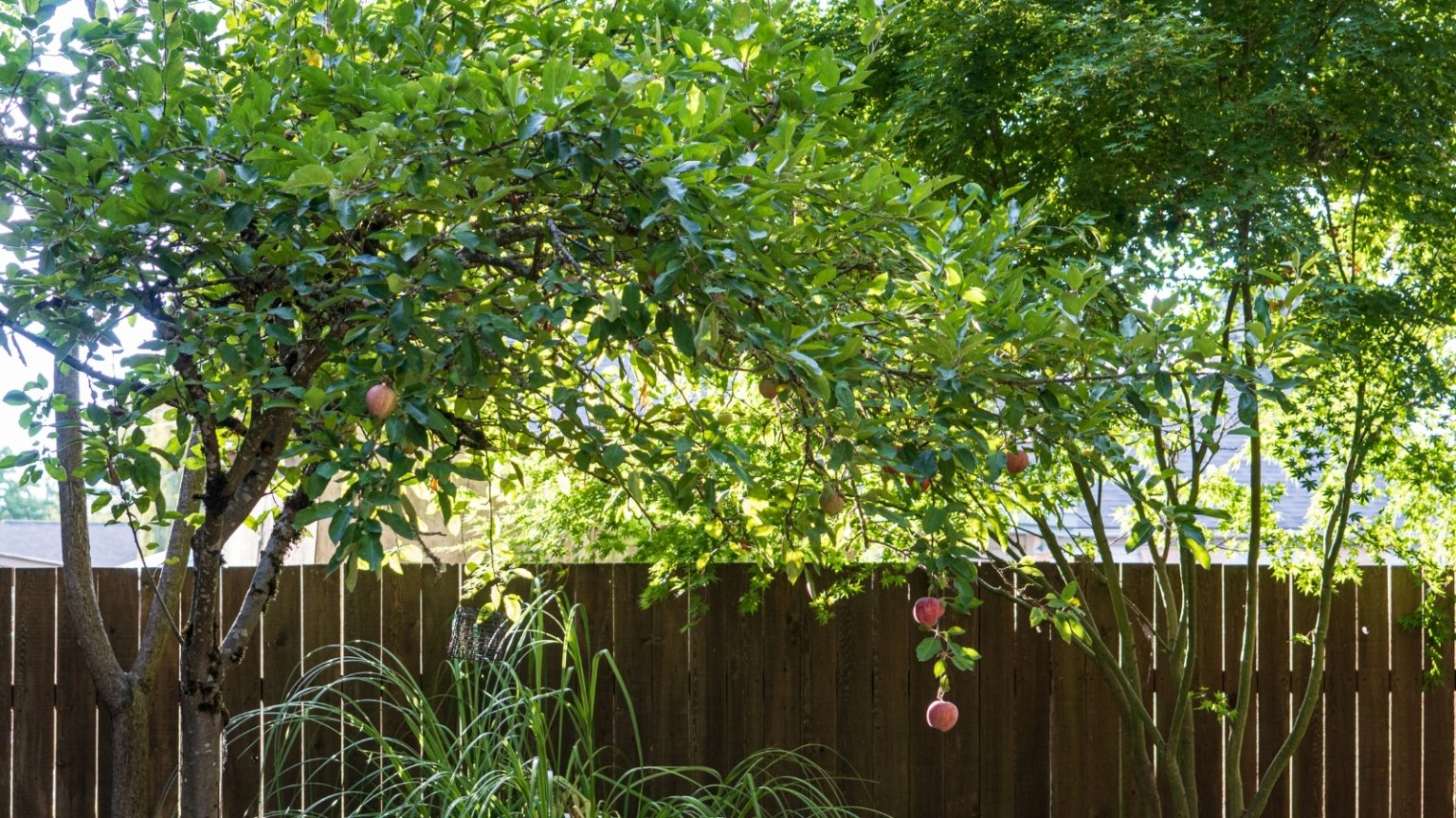 How to Plant, Grow, and Care for 'Fuji' Apple Trees