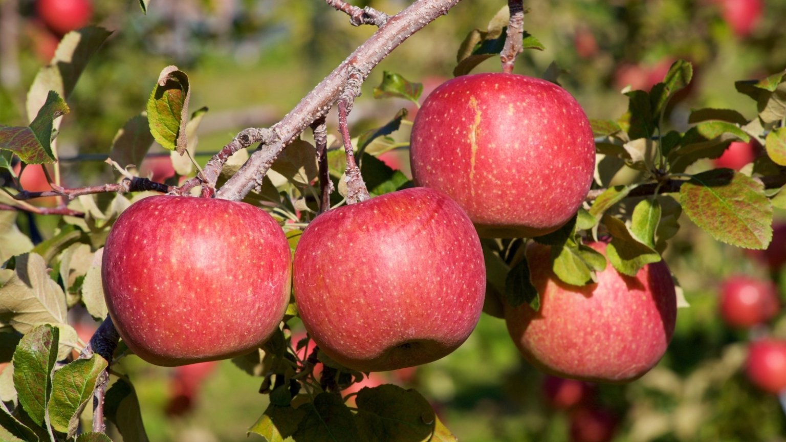 How to Plant, Grow, and Care for 'Fuji' Apple Trees