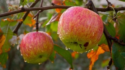 How to Plant, Grow, and Care for 'Fuji' Apple Trees
