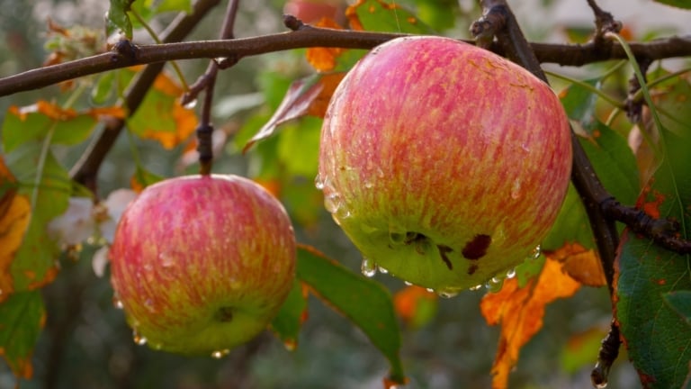 How to Plant, Grow, and Care for 'Fuji' Apple Trees