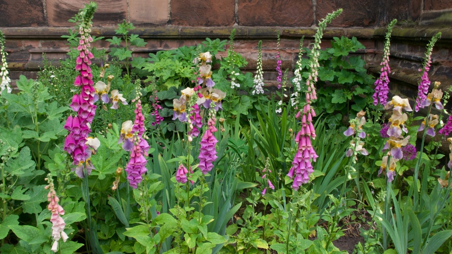 17 Old-Fashioned Flowers for a Garden with Vintage Charm