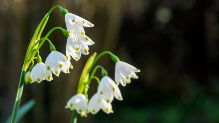 43 Most Fragrant Flowers to Grow in Your Garden