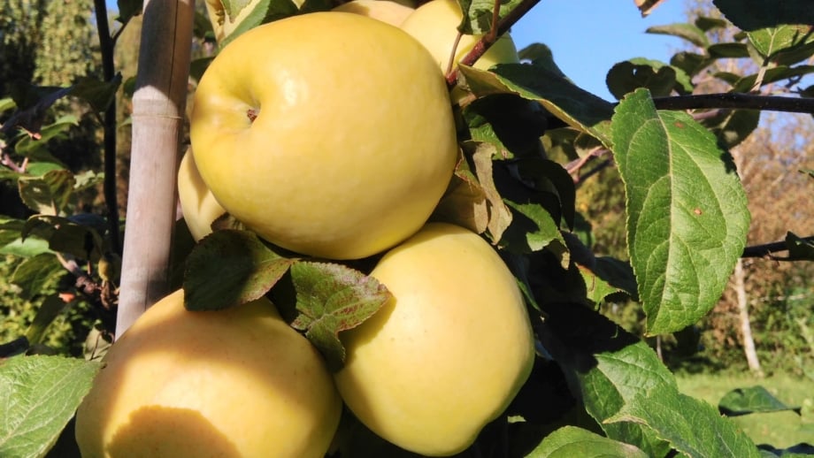30 Most Delicious Apple Tree Varieties For Home Gardens