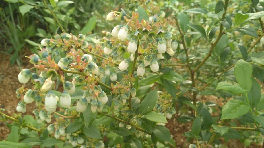 13 Tastiest Blueberry Varieties for Home Gardens