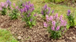 How to Plant, Grow, and Care for Angelonia