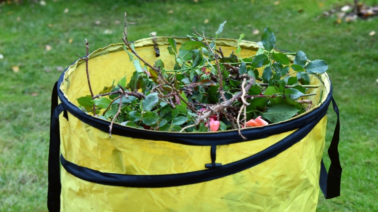 5 Spring Rose Care Tips