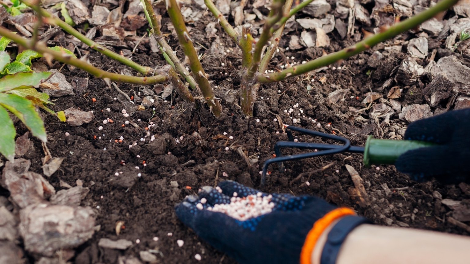How to Plant, Grow, and Care for Bare-Root Roses