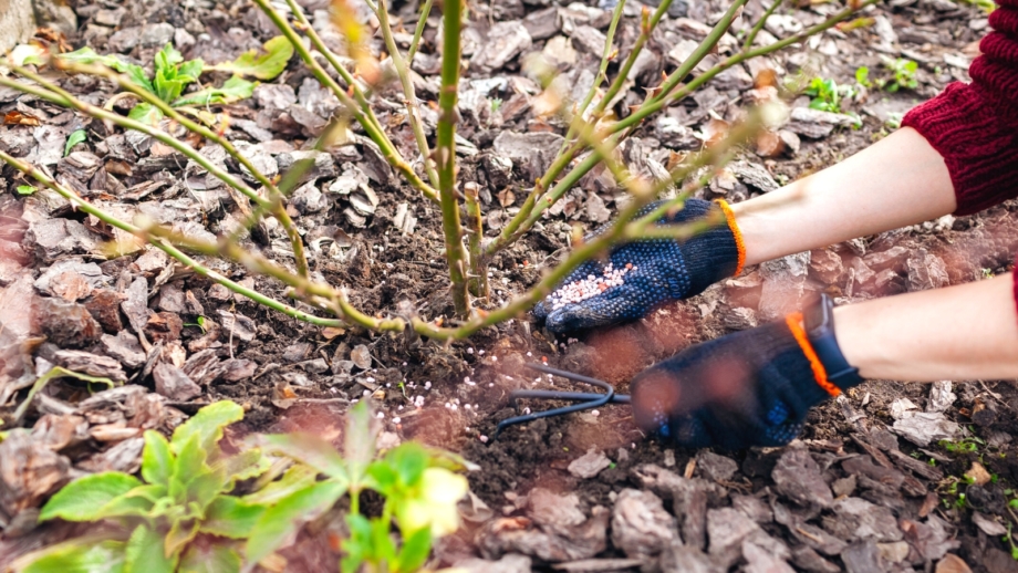 11 Tips for Fertilizing Your Garden this Spring