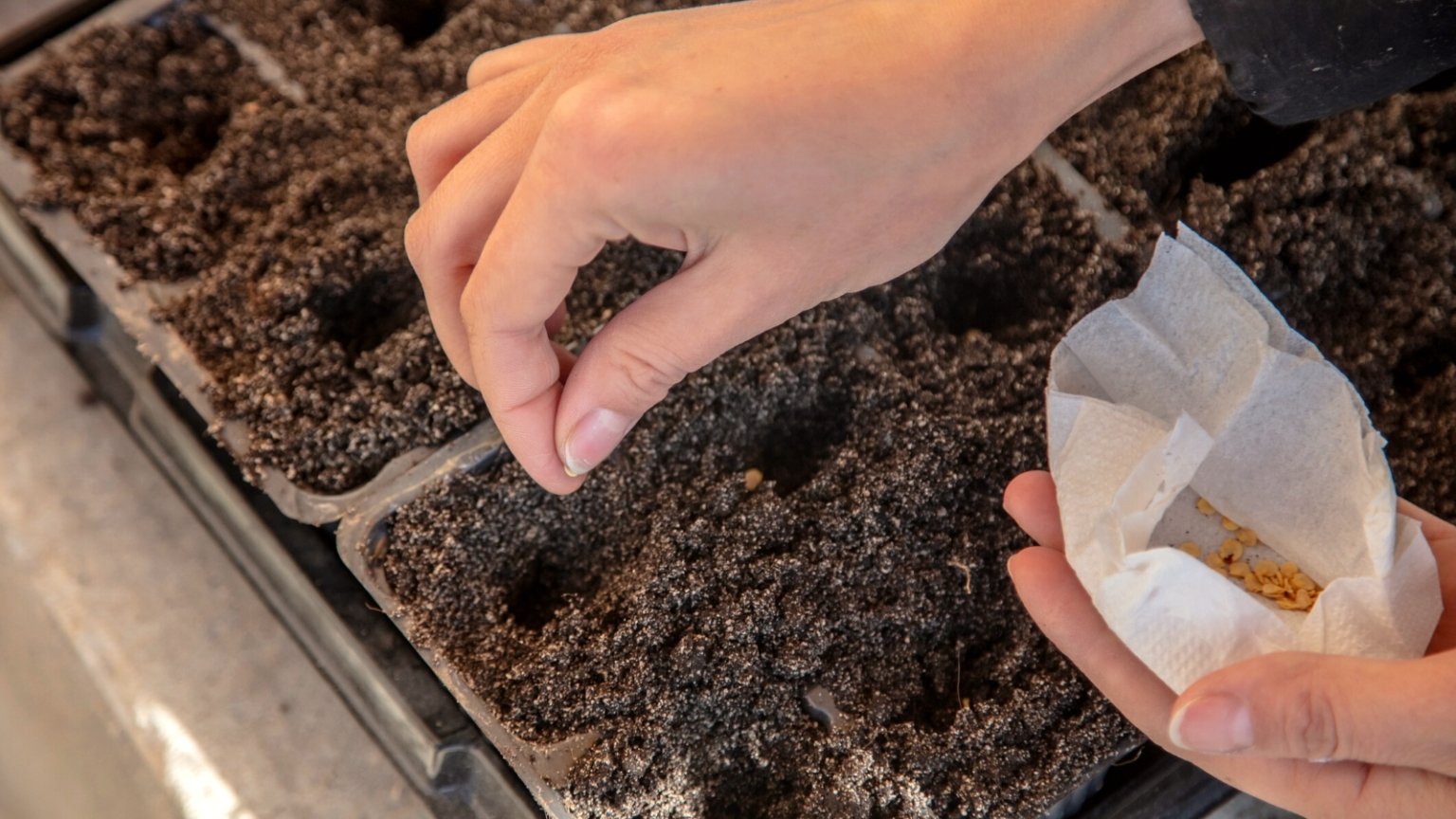 15 Best Tips for Seed-Sowing Success This Season